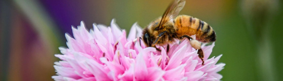 Conseils et astuces pour un jardin respectueux des abeilles - GreenTechPower